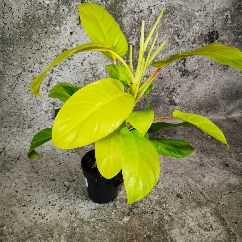 Filodendron Malay Gold XL - 12523034211 - oficjalne archiwum Allegro