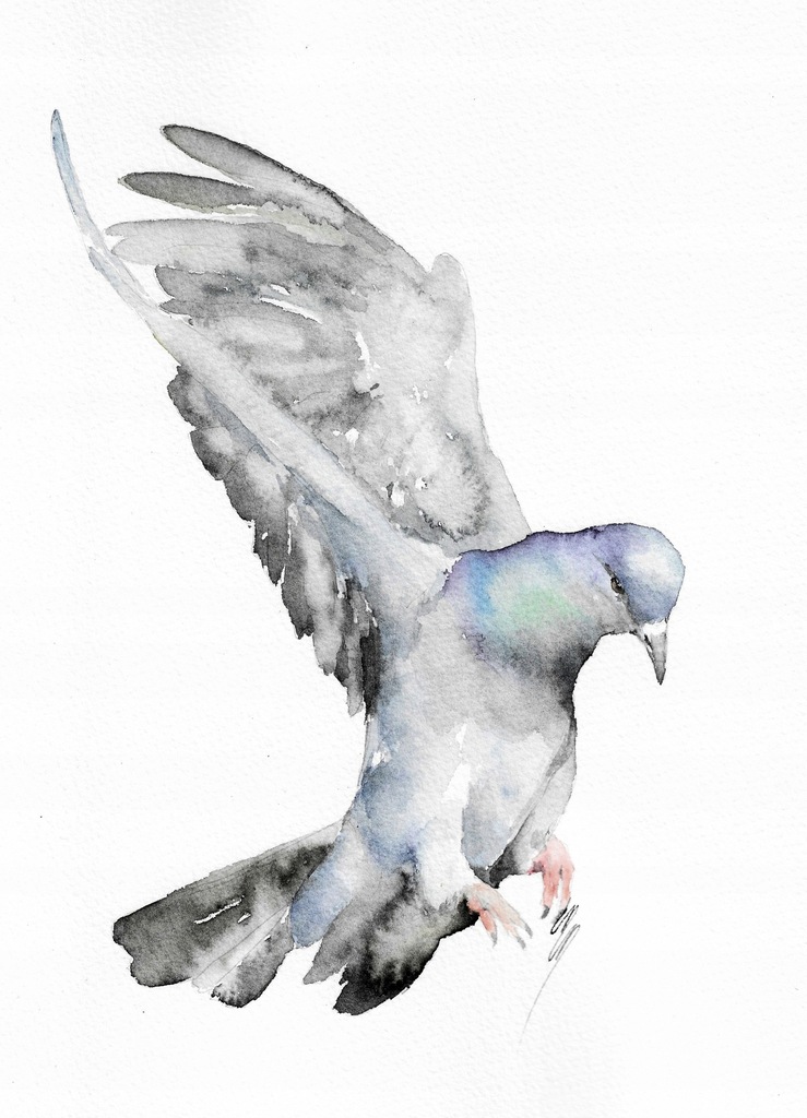 gołąb, akwarela, oryginał, format A4 - 12880596473 - oficjalne archiwum ...