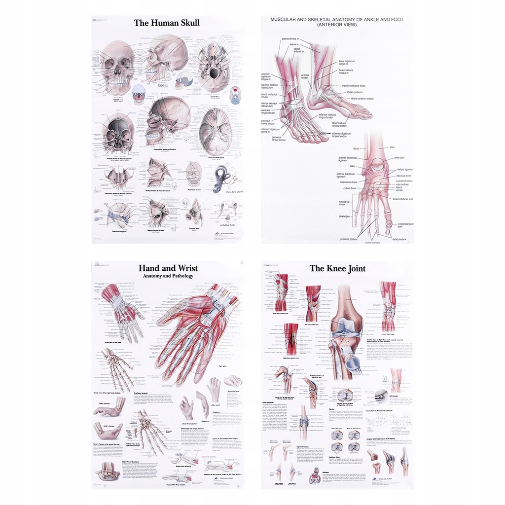 Poster Laminated Anatomical Posters 4 Pcs - 15196711554 - oficjalne ...