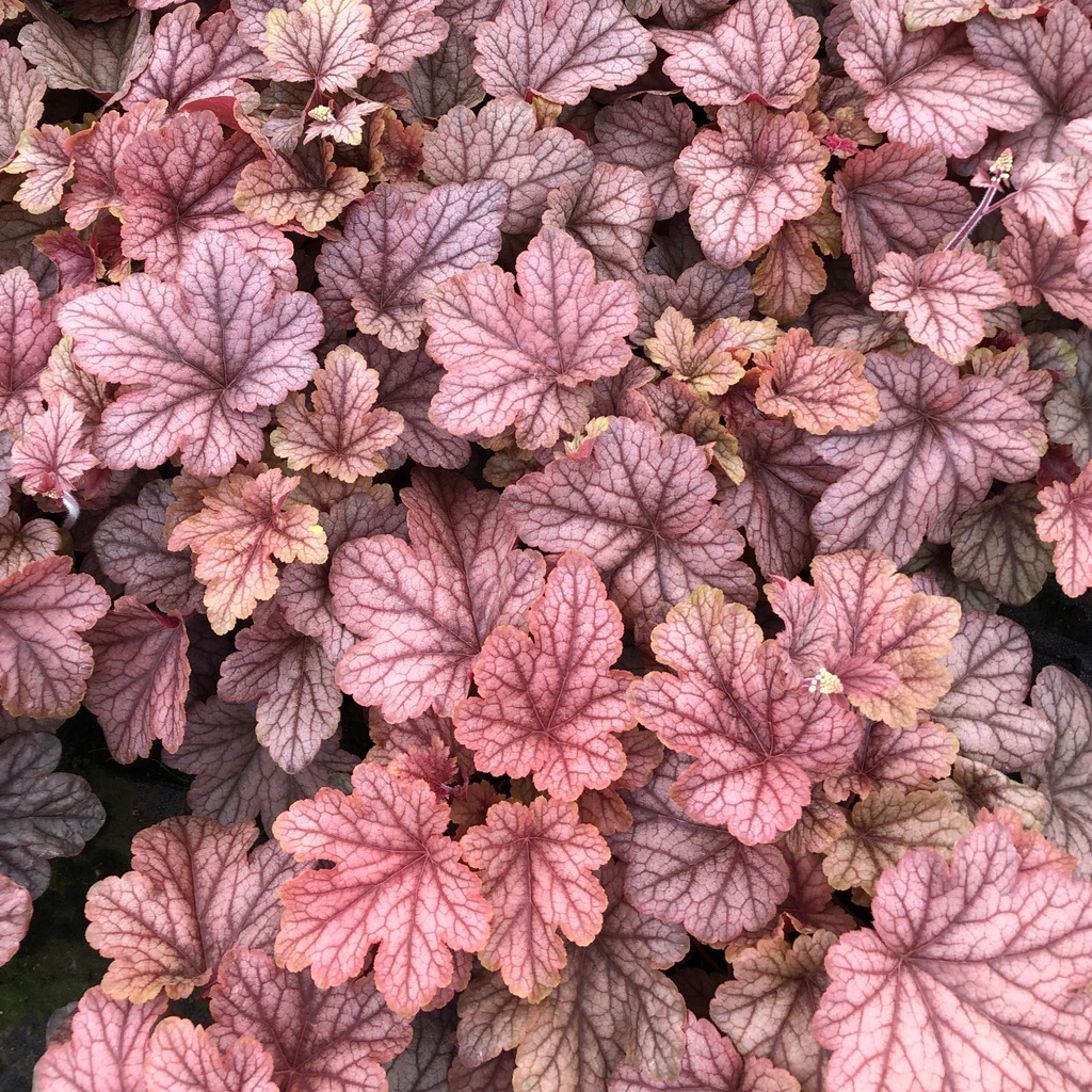 Żurawka ogrodowa ' Berry Smoothie ' - Heuchera - 13231885882 ... Żurawka ogrodowa ' Berry Smoothie ' - Heuchera - 13231885882 ...