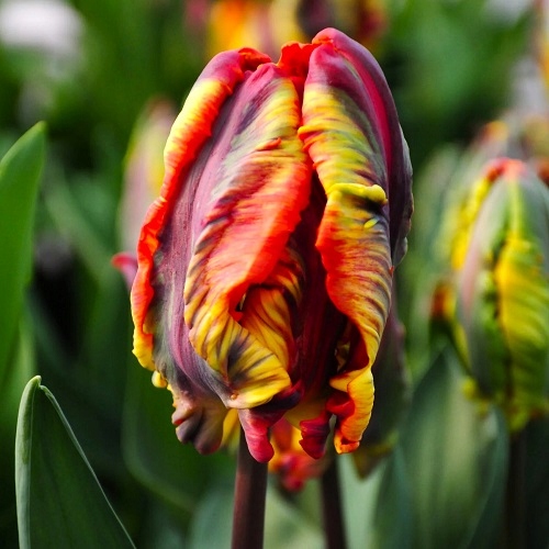 Tulipan papuzi RASTA PARROT 3szt + GRATIS *LG - 12285232679 - oficjalne ...