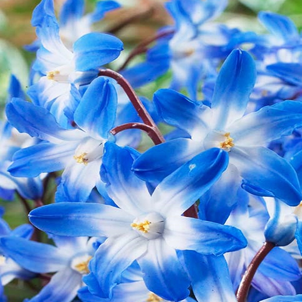 Chionodoxa Śnieżnik Lśniący Blue Giant 10 szt XXL - 12567455546 ...
