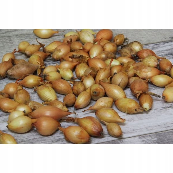 Cebula DYMKA Sturon 250g holenerska - 13443041387 - oficjalne archiwum ...
