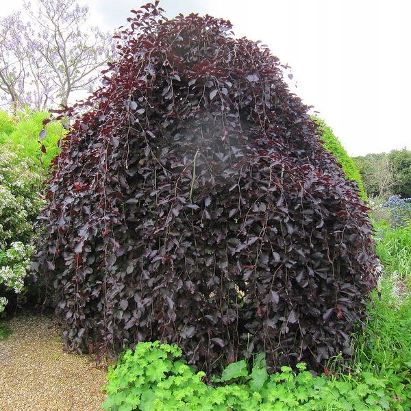 PŁACZĄCY BUK PENDULA PURPUREA~~ SADZONKA 60-80 CM - 7822045836 ...