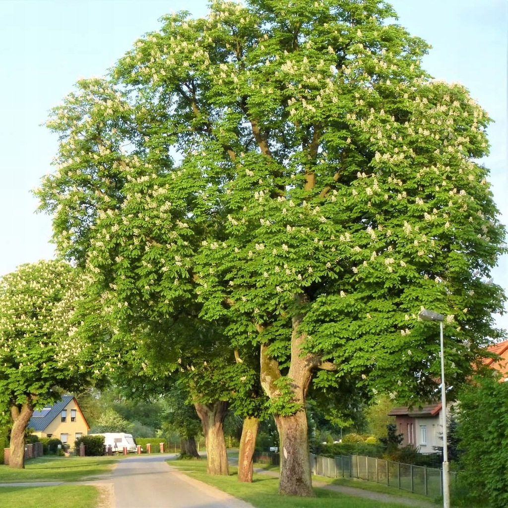 Kasztanowiec zwyczajny miododajny sadzonka - 13082188758 - oficjalne archiwum Allegro