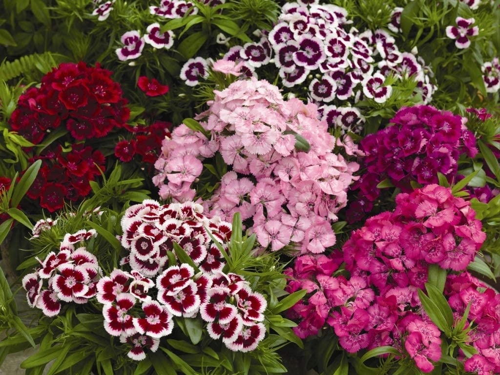 SUPER gozdzik Goździk brodaty mix kolorów MEGA - 12271276612 ...