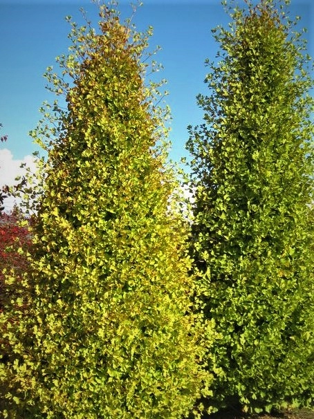 MIŁORZĄB FASTIGIATA kolumnowy - 11184691082 - oficjalne archiwum Allegro