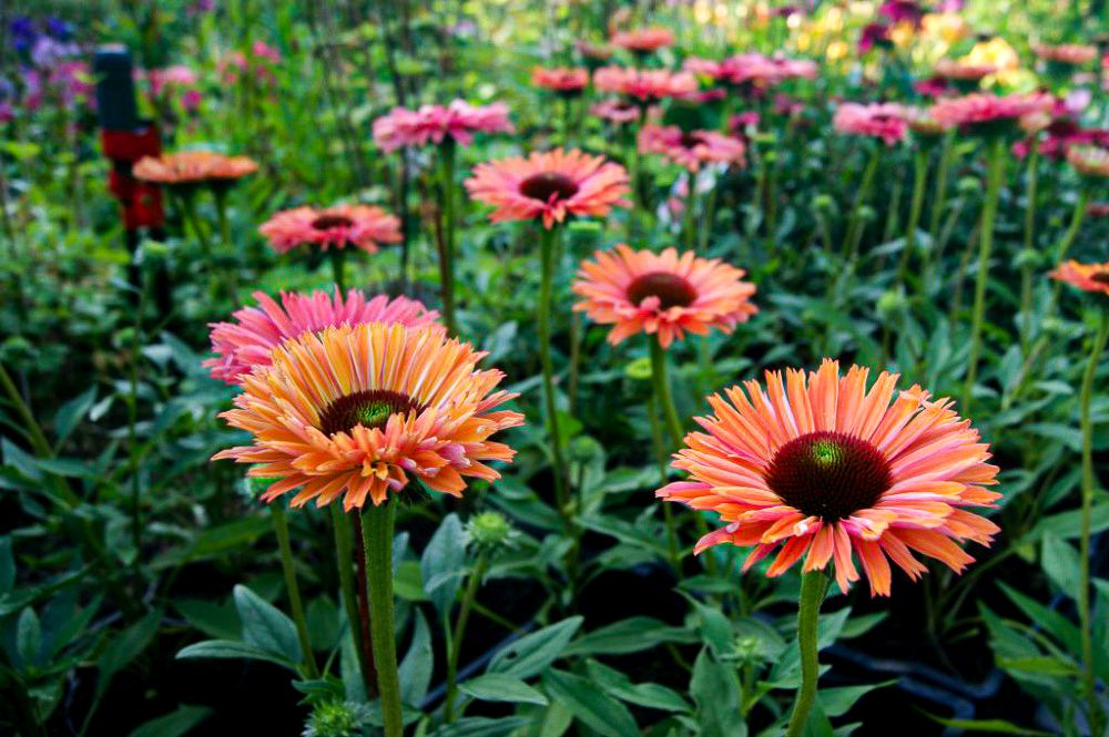 Jeżówka Echinacea SUNSEEKERS RAINBOW sadzonka C2 - 13882527502 ...