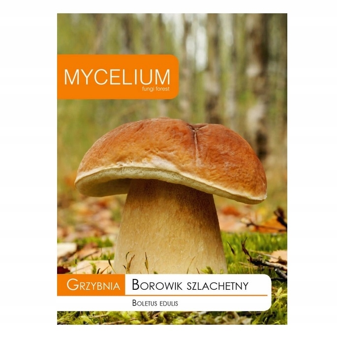 BOROWIK SZLACHETNY prawdziwek - grzybnia do ogrodu - 9564469341 ...