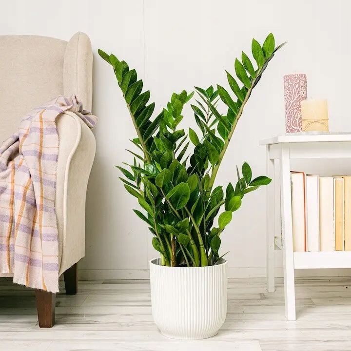 Zamioculcas zamiifolia zamiokulkas zamiolistny 45 - 11108322099 ...