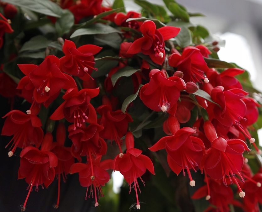 Fuksja CZERWONA Fuchsia Marinka SADZONKA - 13611243991 - oficjalne ...