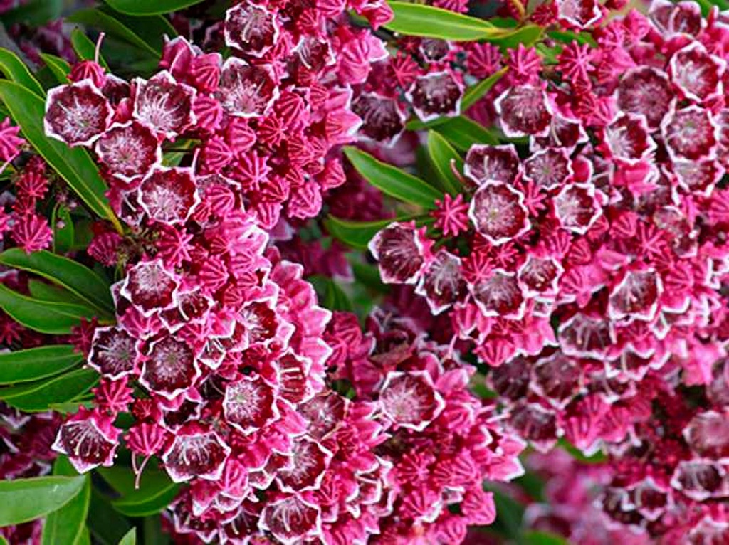 KALMIA 'KALEIDOSKOP' KALMIA SZEROKOLISTNA - 13626358061 - oficjalne ...