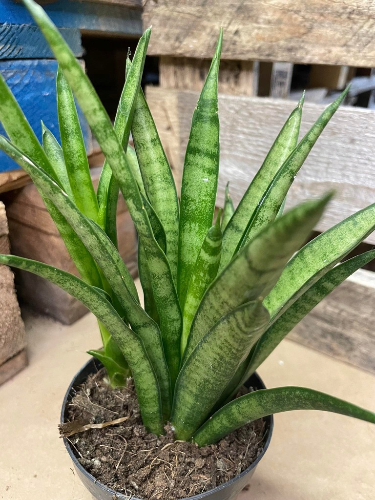 sansevieria Sansevieria 'Queen Marble' - 13323947068 - oficjalne archiwum Allegro