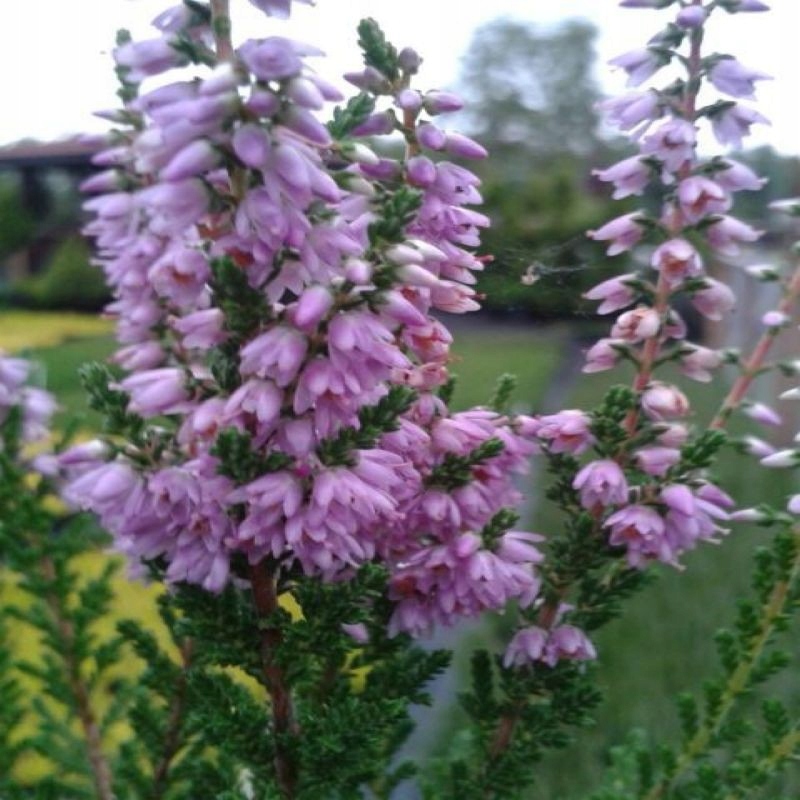 Wrzos pospolity KAISER Calluna vulgaris - 12341976737 - oficjalne ...