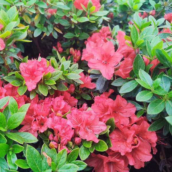 Azalia Różanecznik Brilliant Orange pomarańczowa Jedyny! - 14526834009 ...