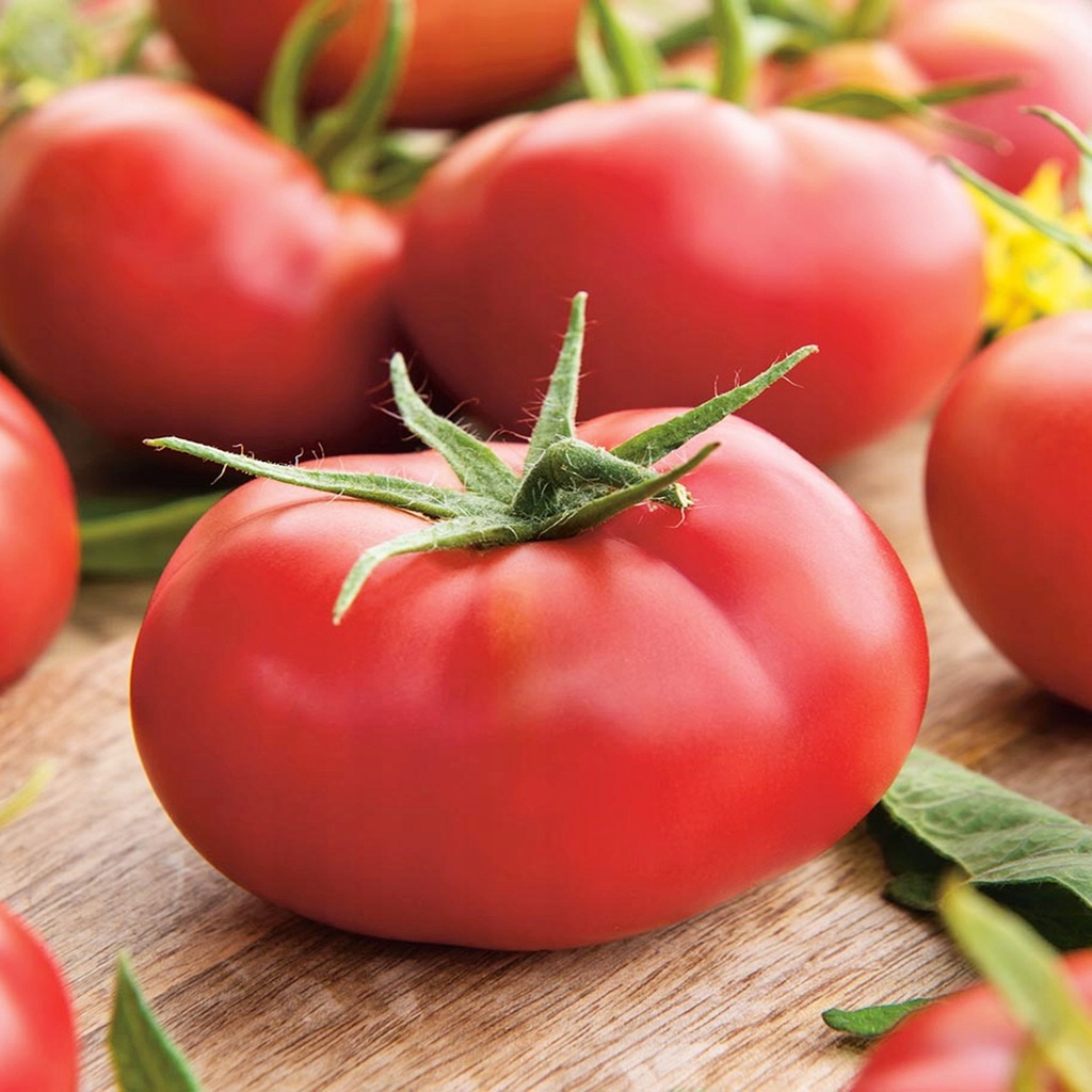 Pomidor Słonka F1 szklarniowy pomidory nasiona - 12945316502 - oficjalne archiwum Allegro