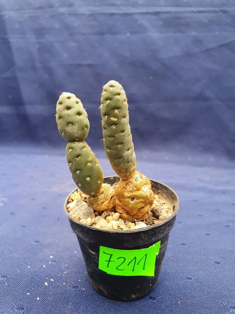 Puna mandragora 7211p - PP0220P - 12807959326 - oficjalne archiwum Allegro