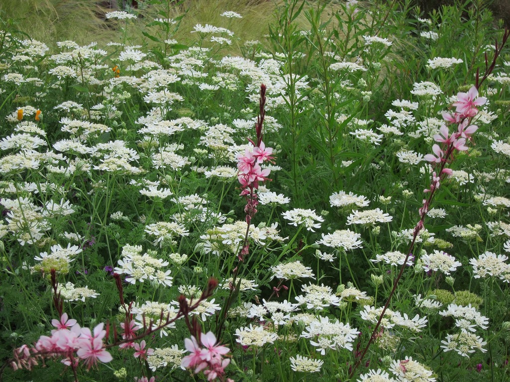 Orlaja wielkokwiatowa - Orlaya grandiflora - 9166838635 - oficjalne ...