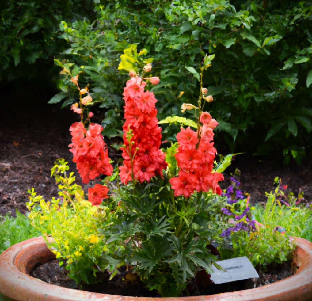 Delphinium ostróżka Red Lark – Kwitnąca Ściana w Twoim Ogrodzie ...