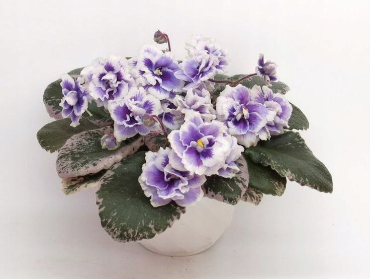 Fiołek liść semiminiatura Mac's Jubilant Jamboree - 12593926551 ...