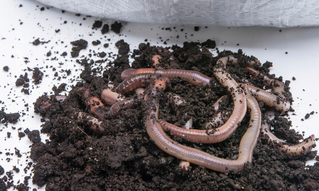 Rosówka Rosówki Kanadyjskie 200 SZT ROBAKI NA RYBY - 9003581413 ...