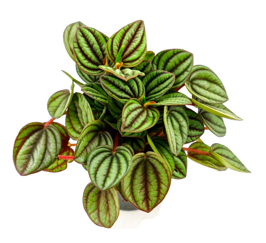 Peperomia Piccolo Banda GĘSTA D6cm - 12627151535 - oficjalne archiwum ...