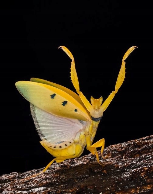 Helvia cardinalis ŻÓŁTA Modliszka storczykowa - 12073999138 - oficjalne ...