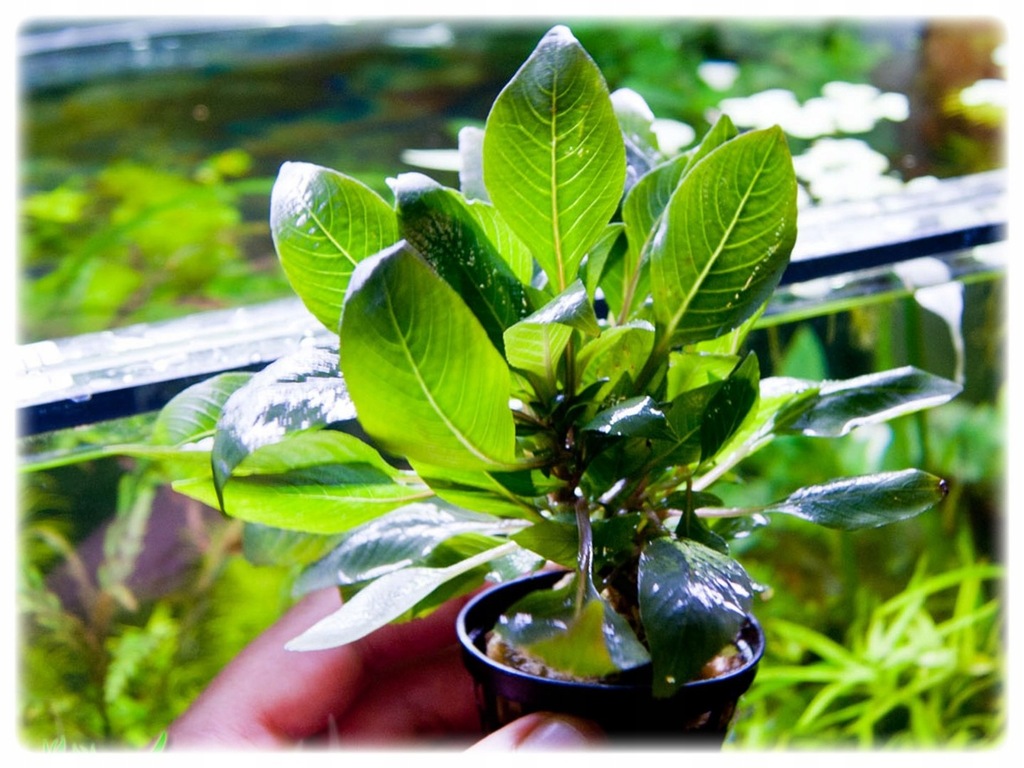 Hygrophila Corymbosa Compacta mini koszyk - 12679298069 - oficjalne ...