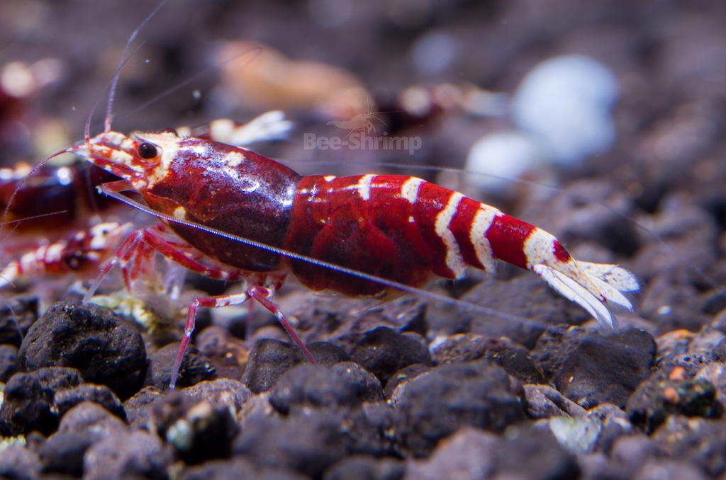 Caridina Pinto Mosura Tiger Red Metalic BEE-SHRIMP - 11636616093 ...