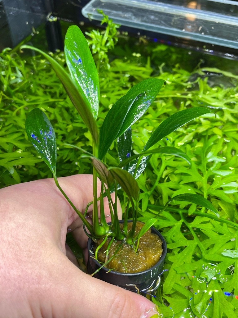 Anubias congensis mini epifit nano łatwy rarytas - 13720131771 ...