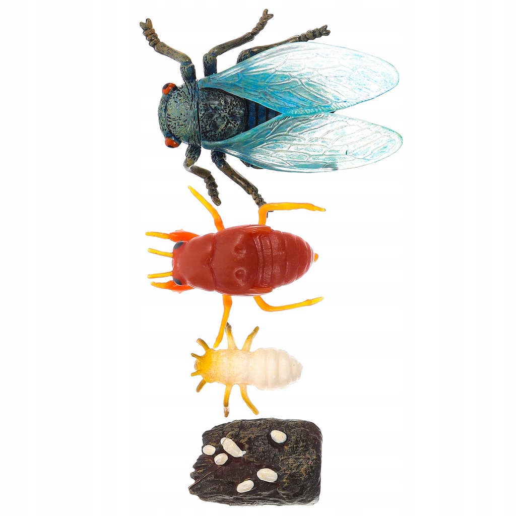 CICADAS TOYS LIFE CYCLE OF INSECT GROWTH DISPLAY - 15137902017 ...