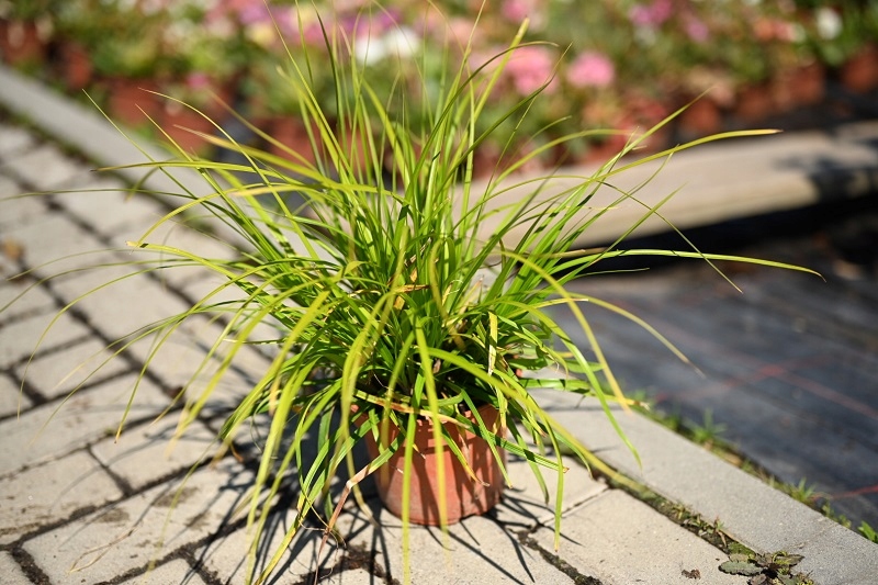 Turzyca oszimska GREENWELL - duża sadzonka 1,5/2l - 11795048702 ...