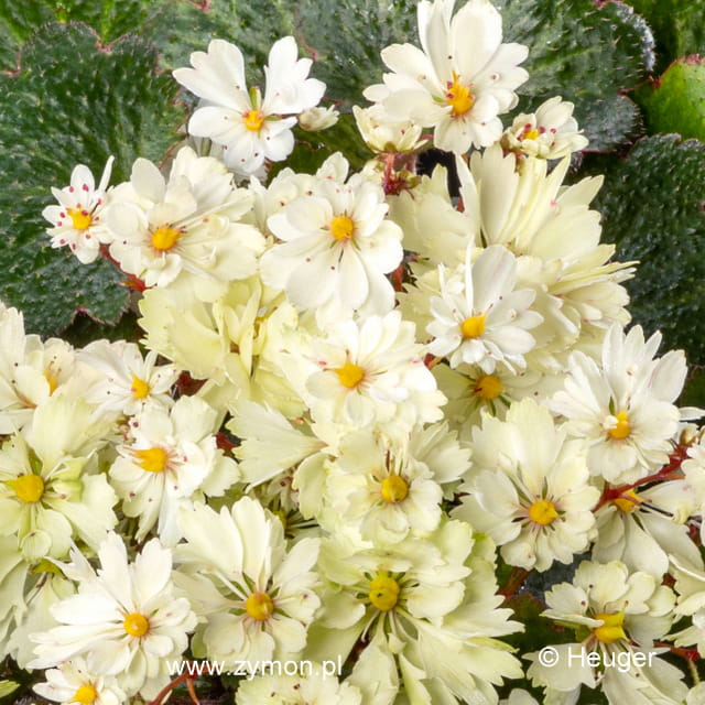 Saxifraga cortusifolia DANCING PIXIES 'Tweeny' - 14423231538 ...