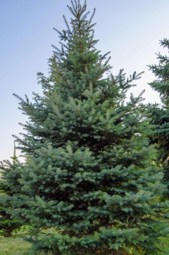 Świerk srebrny kłujący ŻYWA CHOINKA sadzonka 120cm - 12718098205 ...