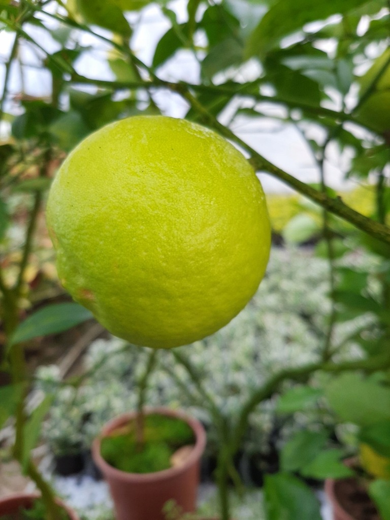 CYTRUS LIMONELLA Citrus - 12399105733 - oficjalne archiwum Allegro