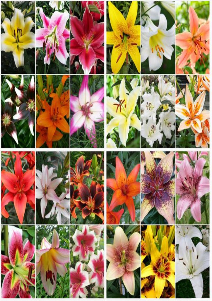 LIlie MIX pachnące drzewiaste i zwykłe 50 cebulek - 13542056718 ...