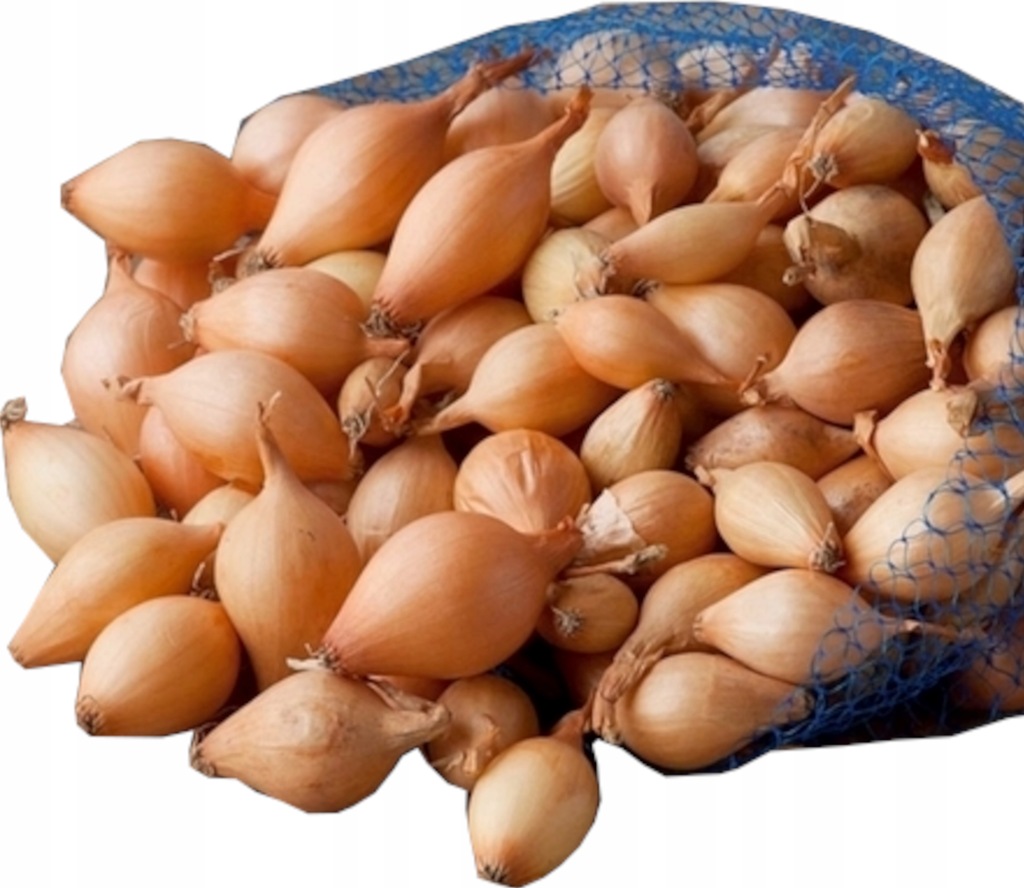 Cebula DYMKA 15-20mm Wolska III SMACZNA POLSKA 1kg - 13209223261 ...