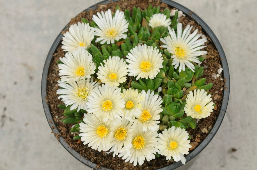 Słonecznica 'White Nugget' - Delosperma basuticum - 13914646978 ...