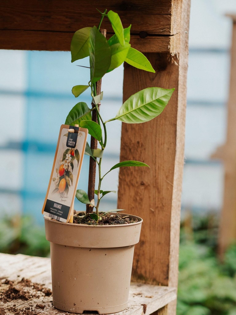 Cytrus Pomarańcza chińska Citrus sinensis - 15160759778 - oficjalne ...