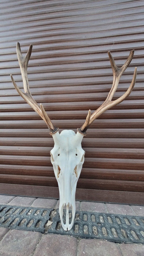 Wieniec JELEŃ rogi poroze byk czacha jelenia 6 - 13734244526 ...