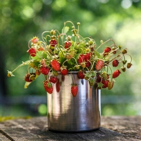 Poziomka zwisająca ATILLA na BALKONY I TARASY - 13155872617 - oficjalne ...