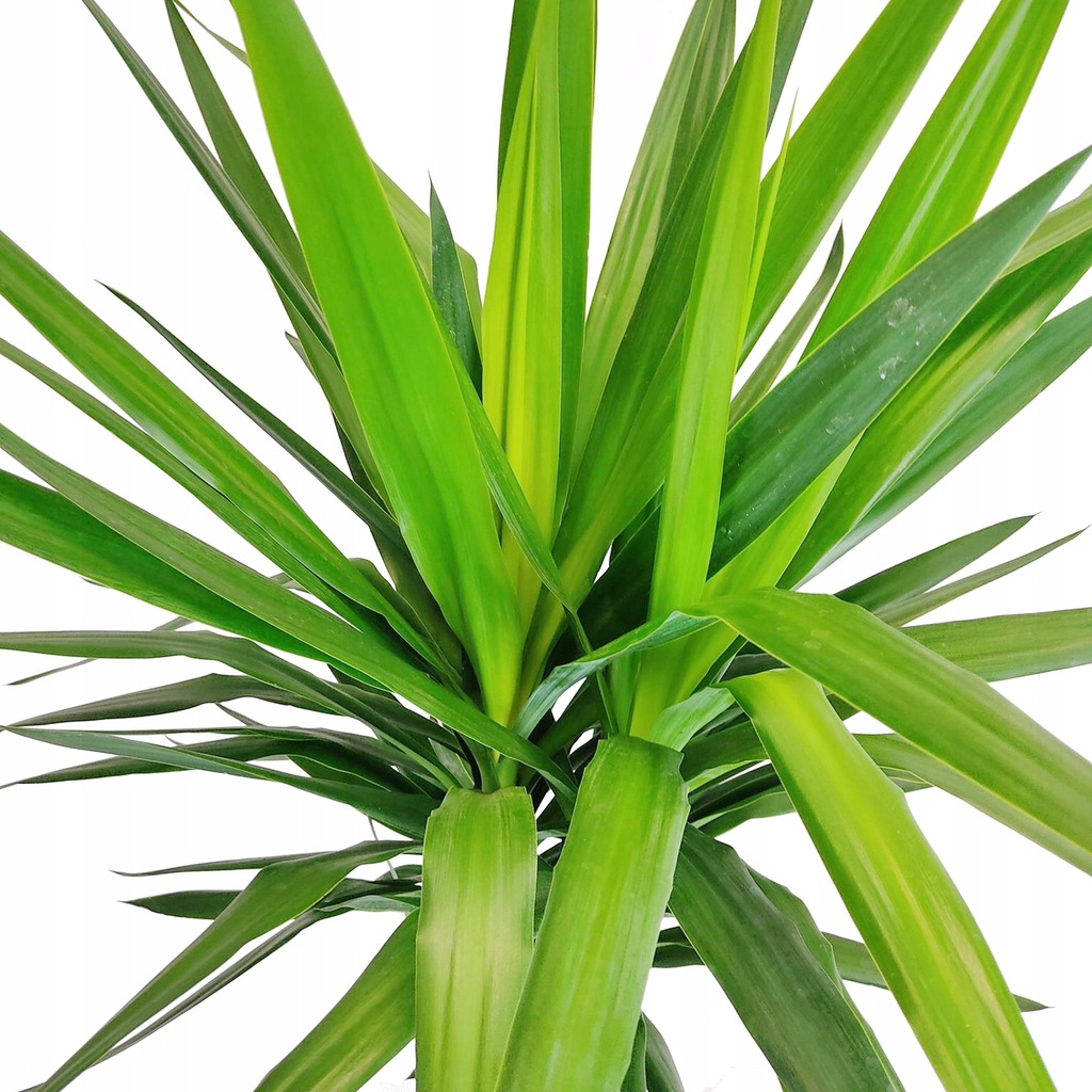 Juka na pniu łatwa w uprawie bardzo duża roślina - 11972451979 ...