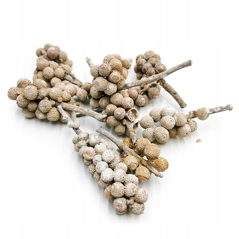 Acorn Bunch - White Washed - susz egzotyczny - 10szt - 14488077146 ...
