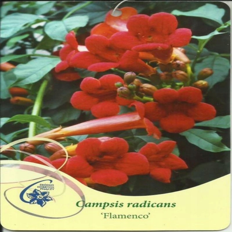 Milin amerykański 'GABOR' Campsis Radicans - 13495093067 - oficjalne archiwum Allegro