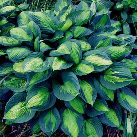 FUNKIA HOSTA MIX BARDZO ATRAKCYJNA ROŚLINA . - 7144914596 - oficjalne ...