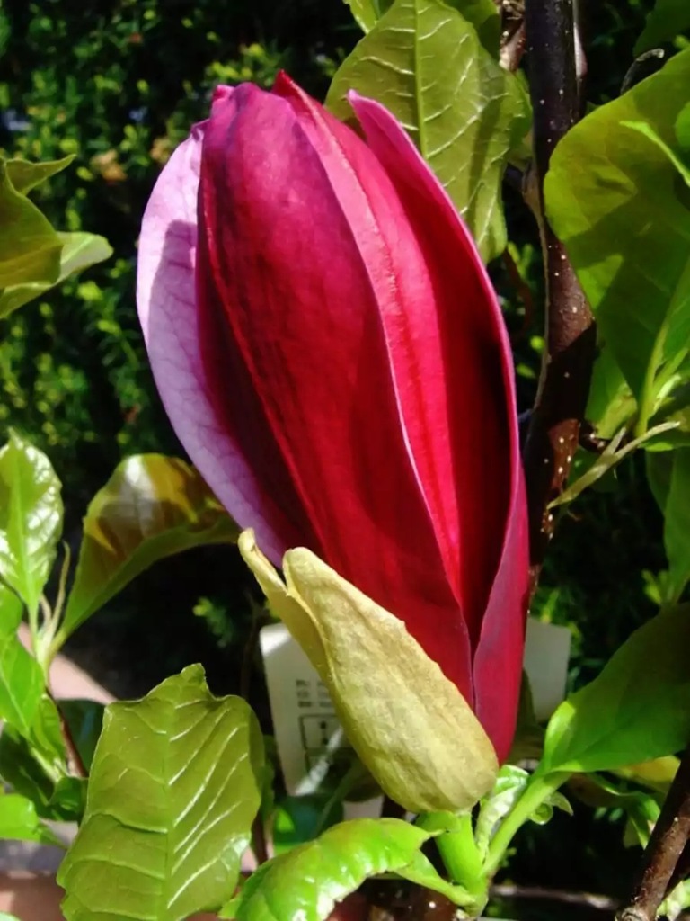Magnolia purpurowa NIGRA- NAJCIEMNIEJSZE KWIATY 5L - 13129370334 ...