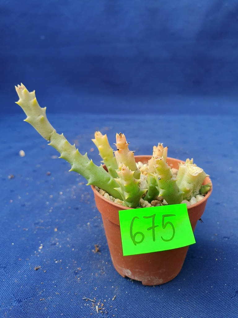 Stapelia / Orbea variegata 675p - PC2021A - 15283514510 - oficjalne ...