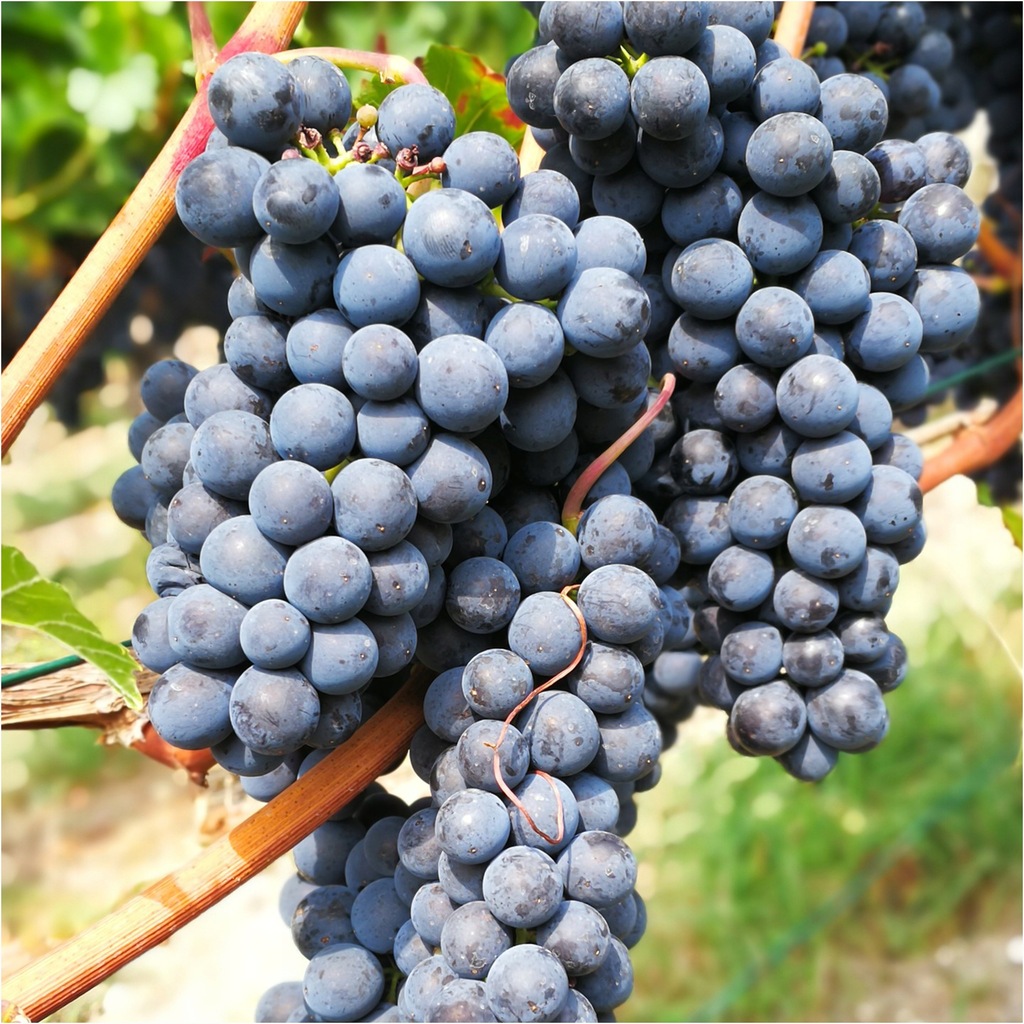 Winorośl MUSCAT BLEU szwajcarska słodycz DESEROWE sadzonka DONICZKA ...