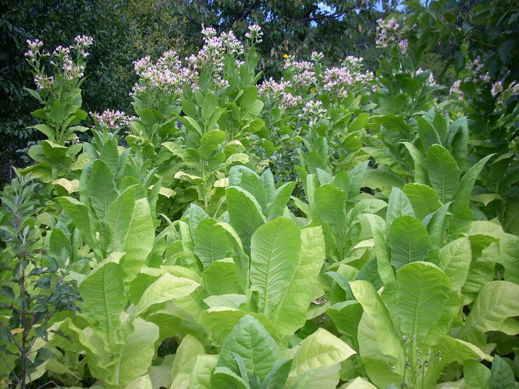 TYTOŃ VIRGINIA GOLD - PAL SWOJE. - 7146614066 - oficjalne archiwum Allegro