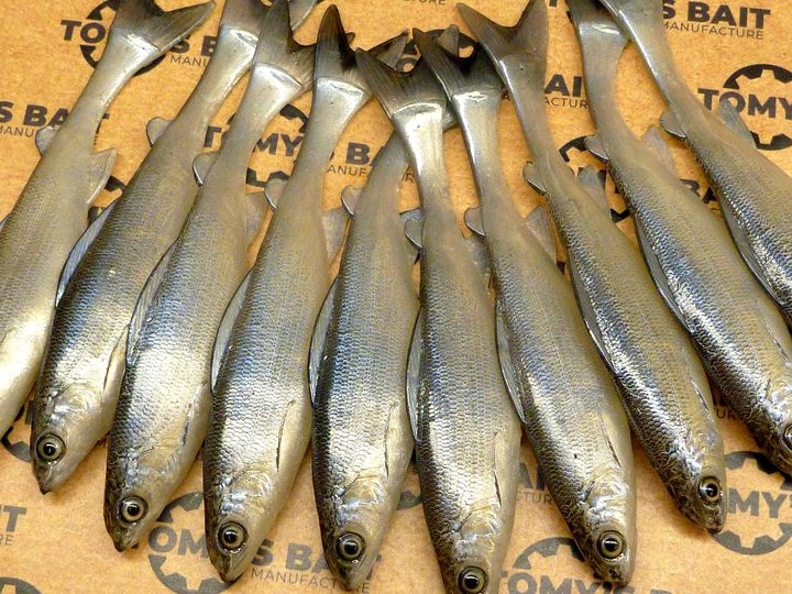 Guma Tomy's Bait Realistic SIELAWA 17FT NATURAL - 14734903022 - oficjalne archiwum Allegro